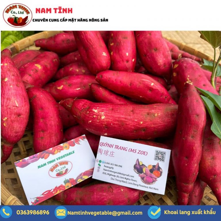 Quy trình 6 bước thủ tục xuất khẩu khoai lang tươi đi nước ngoài - Nam Tĩnh Vegetable