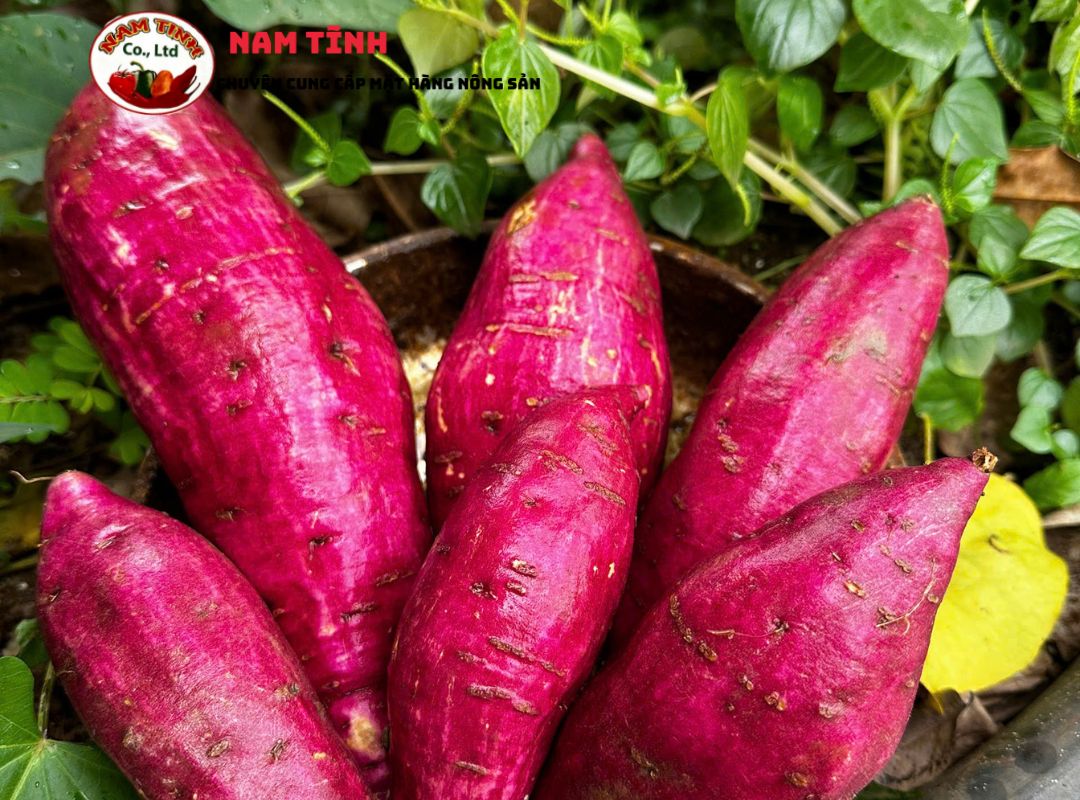 Vietnamese yellow-fleshed sweet potatoes size range 150g – 500g. - Nam ...